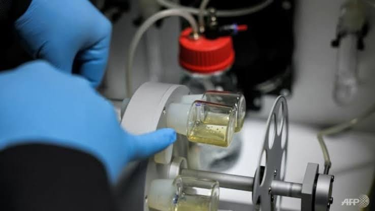 Lab-grown human embryo models spark calls for regulation - New York Parrot